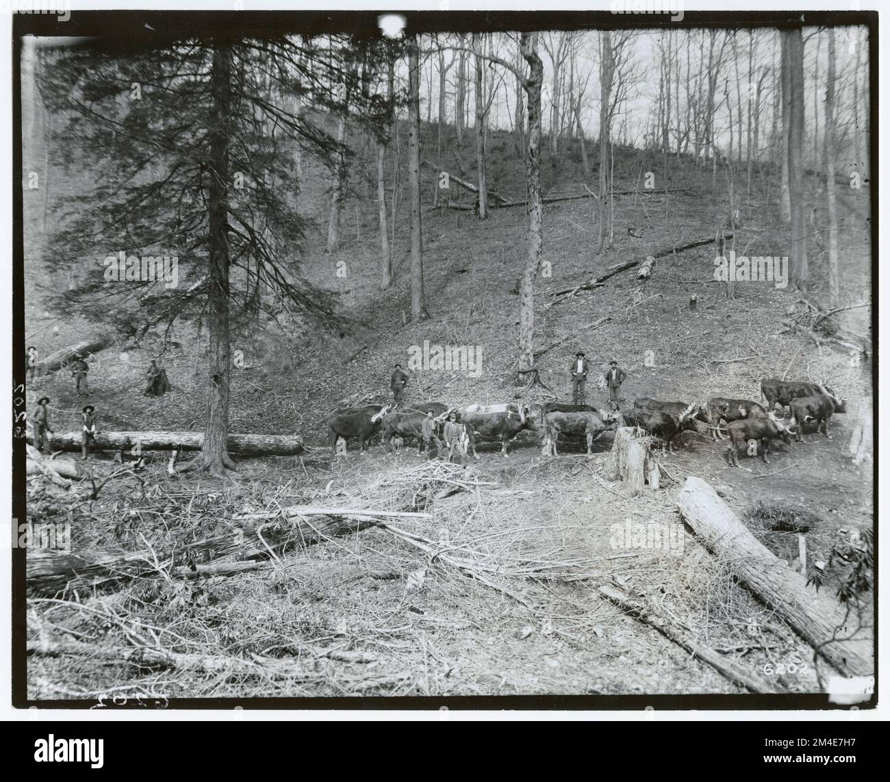 Partial Cutting - Seed Tree Cutting. Photographs Relating to National ...