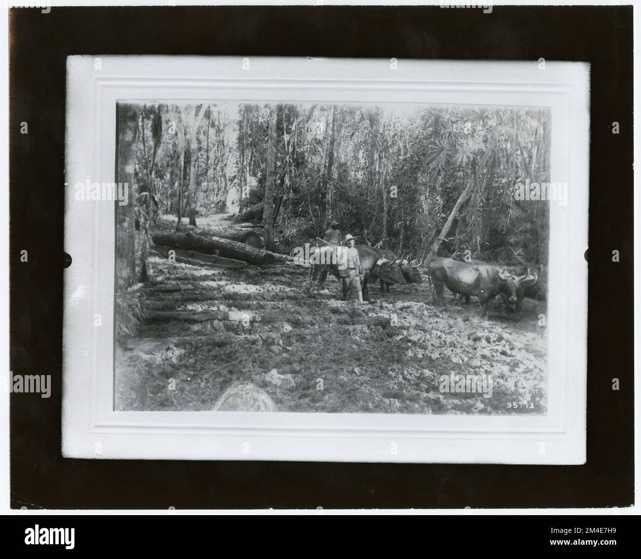 Partial Cutting - Seed Tree Cutting. Photographs Relating to National ...