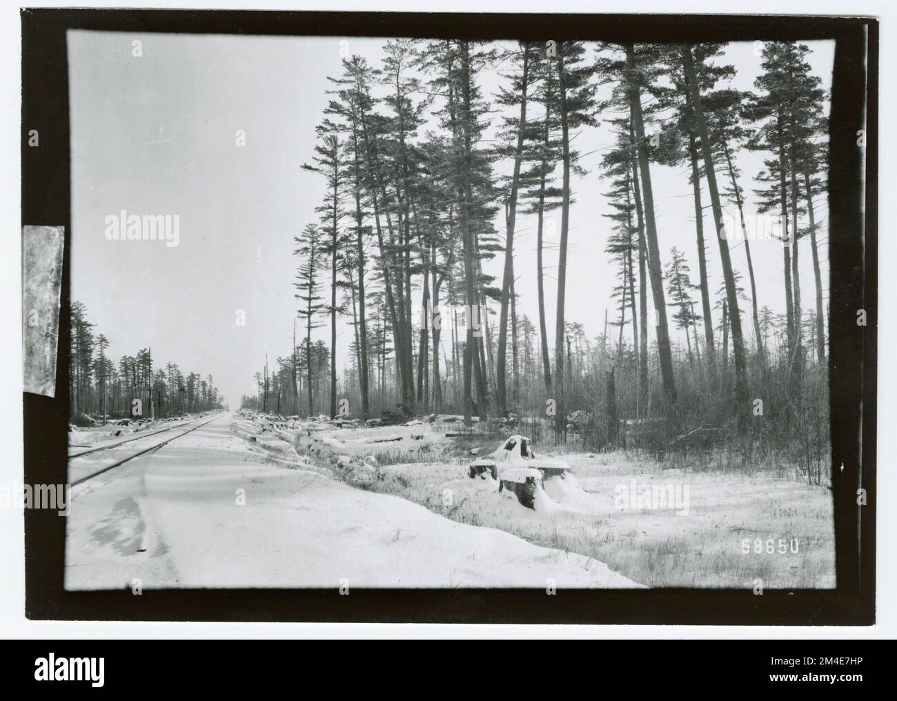 Partial Cutting - Seed Tree Cutting. Photographs Relating to National ...
