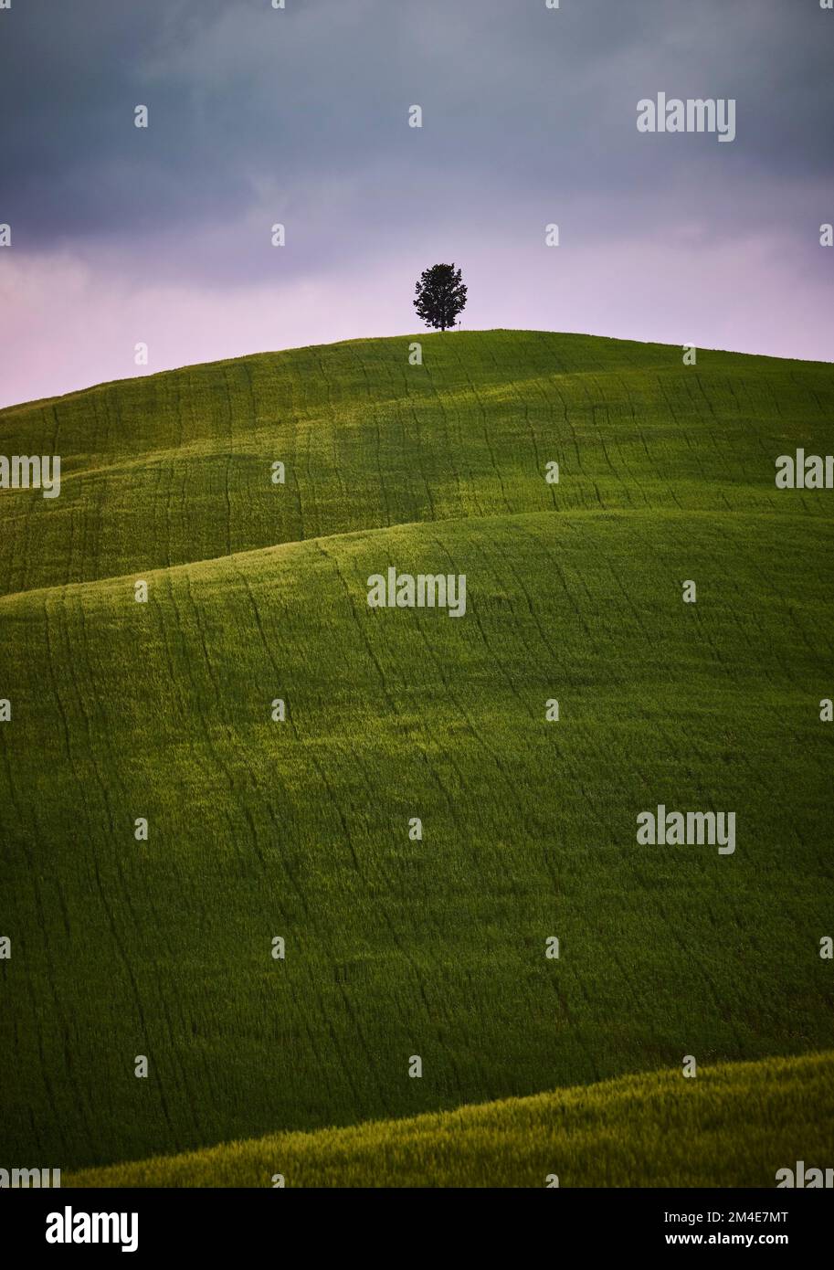 An aerial view of single tree on the top of beautiful yellow and green ...