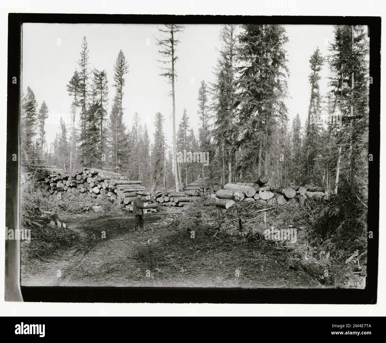 Clear Cut - Strip. Photographs Relating to National Forests, Resource ...