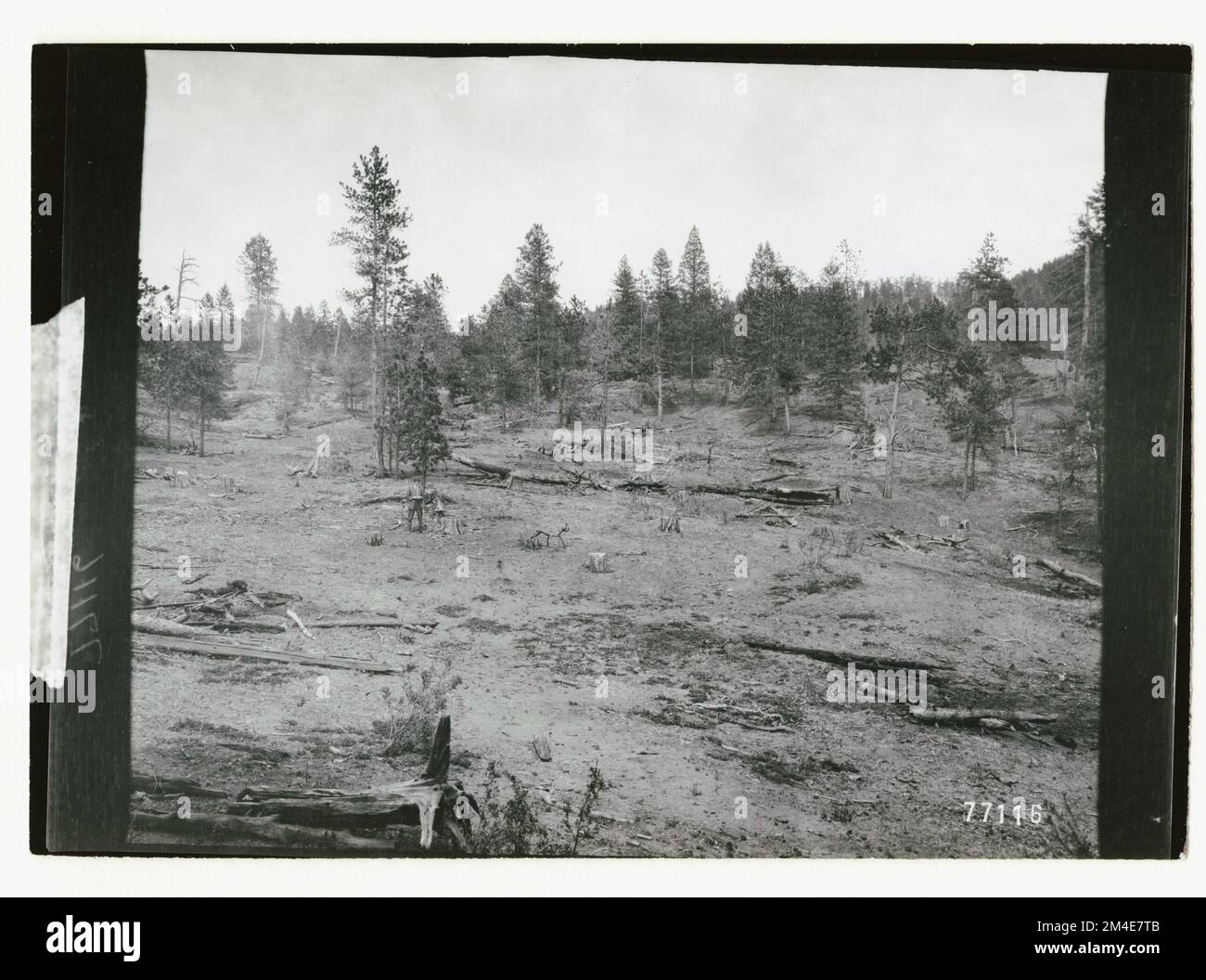 Cut Over Areas: General. Photographs Relating to National Forests ...
