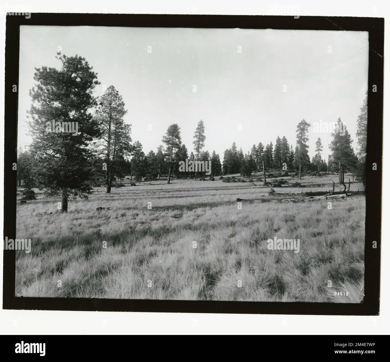 Cut Over Areas: General. Photographs Relating to National Forests ...