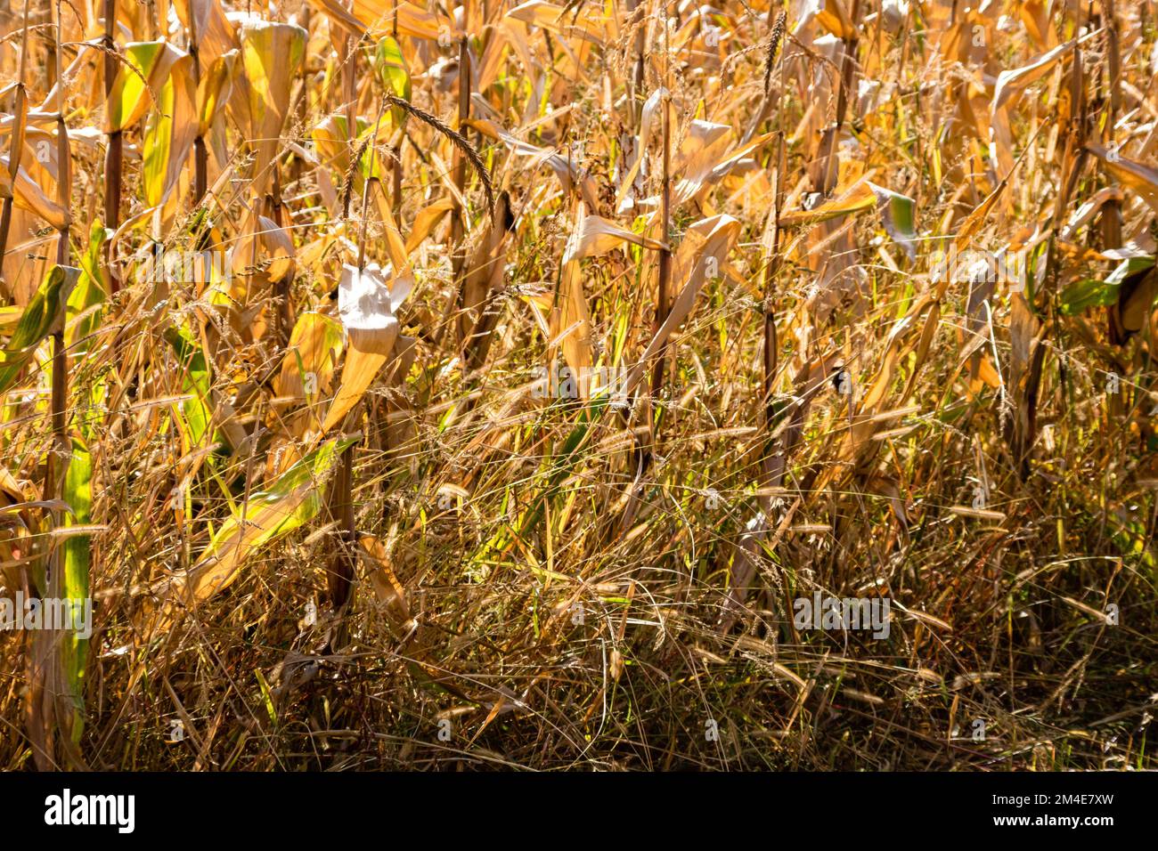 Dried out cornfield hi-res stock photography and images - Alamy