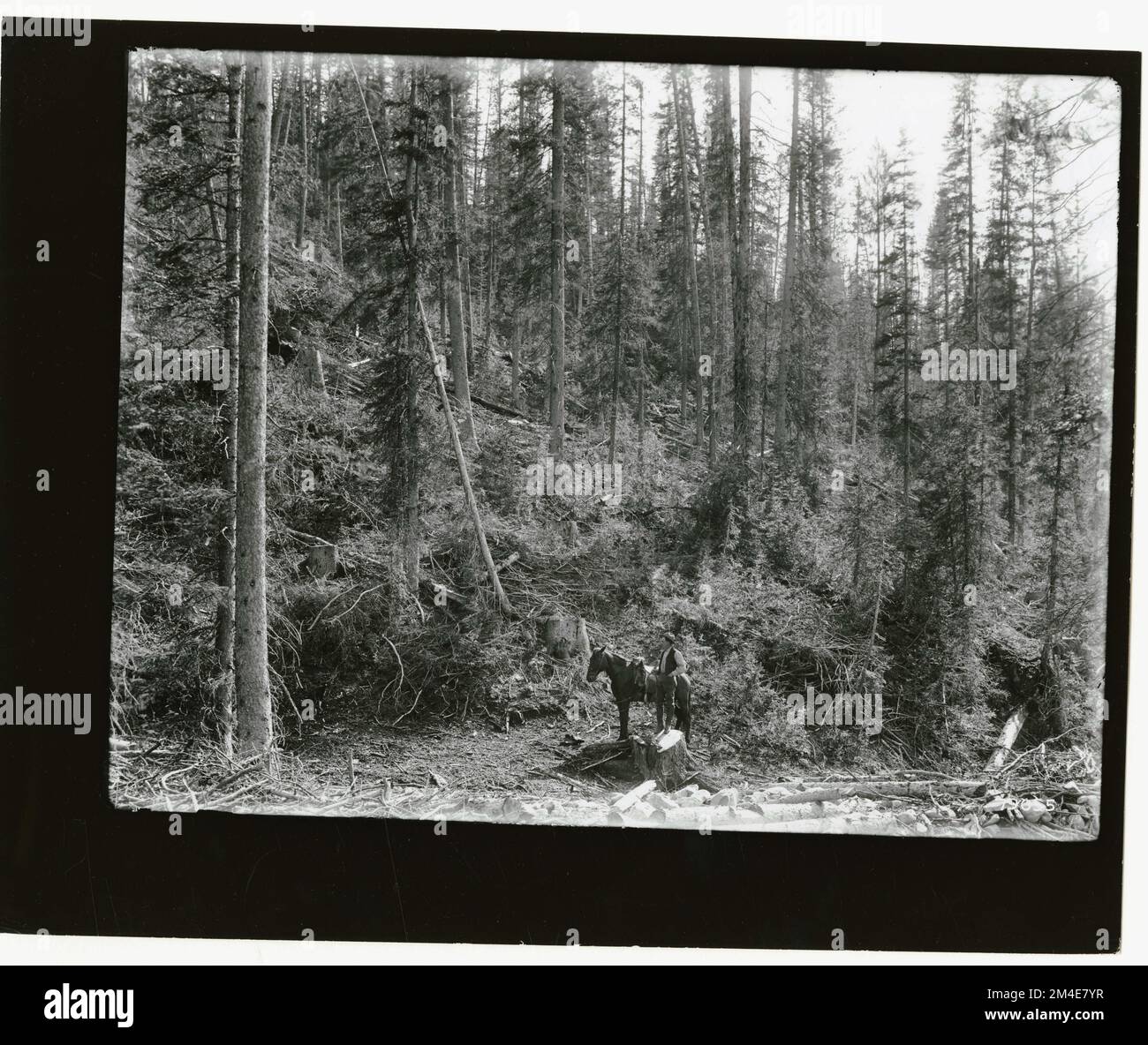 Cut Over Areas: General. Photographs Relating to National Forests ...
