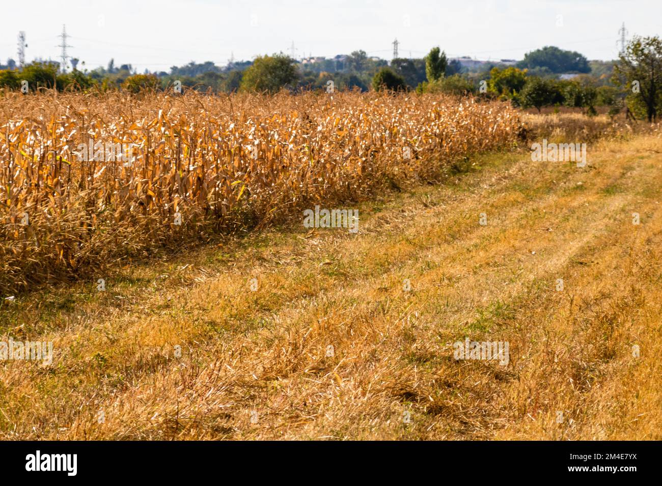 Dried out corn field. Ripe corn left to dry Stock Photo - Alamy