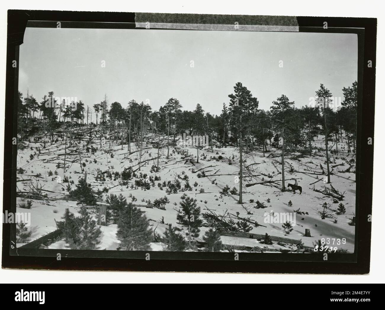 Cut Over Areas: General. Photographs Relating to National Forests ...