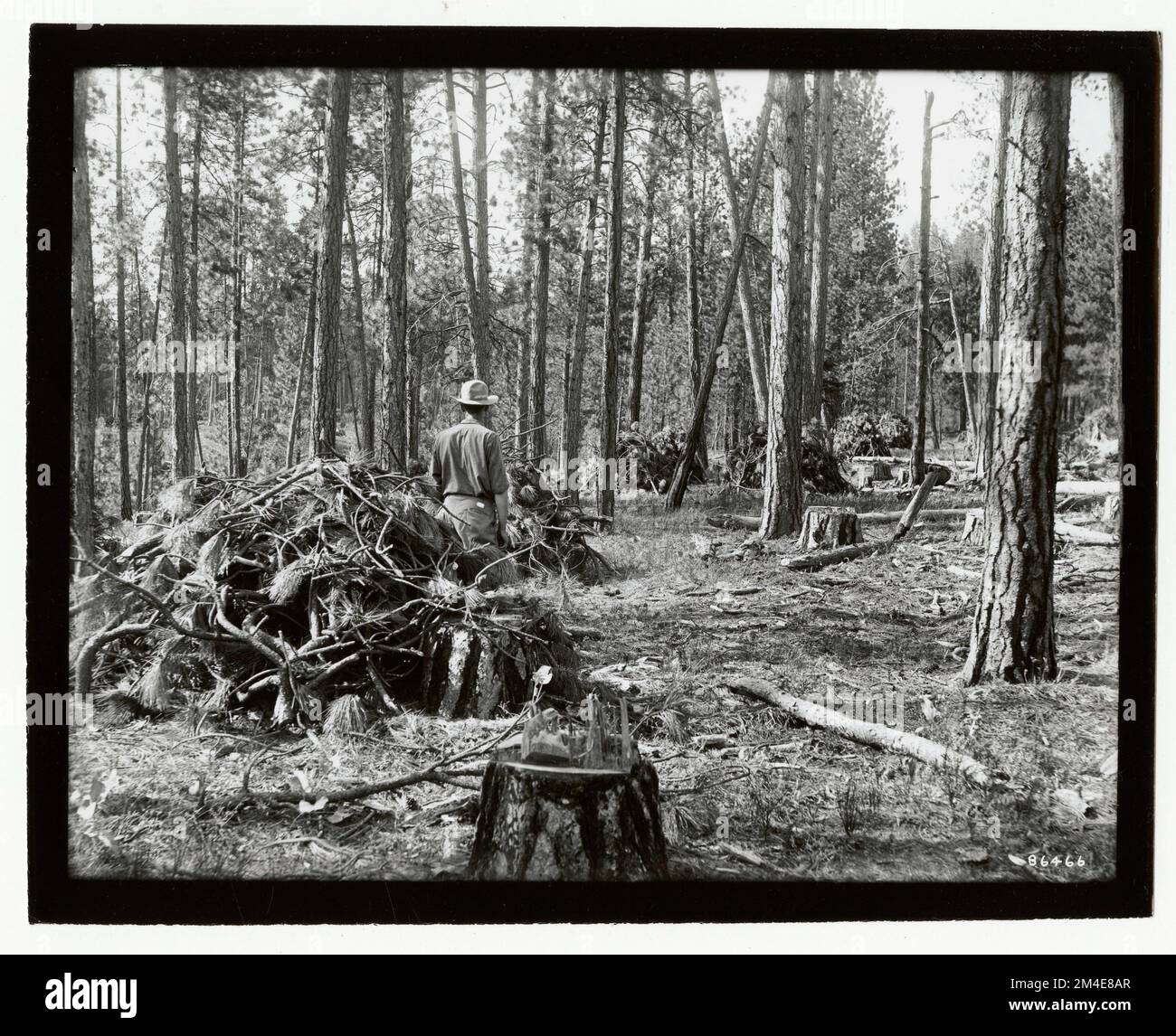 Slash Disposal: Piling & Burning. Photographs Relating to National ...