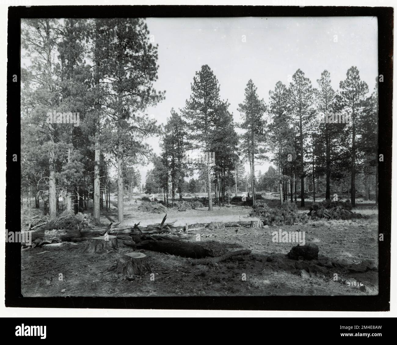 Slash Disposal: Piling & Burning. Photographs Relating to National ...