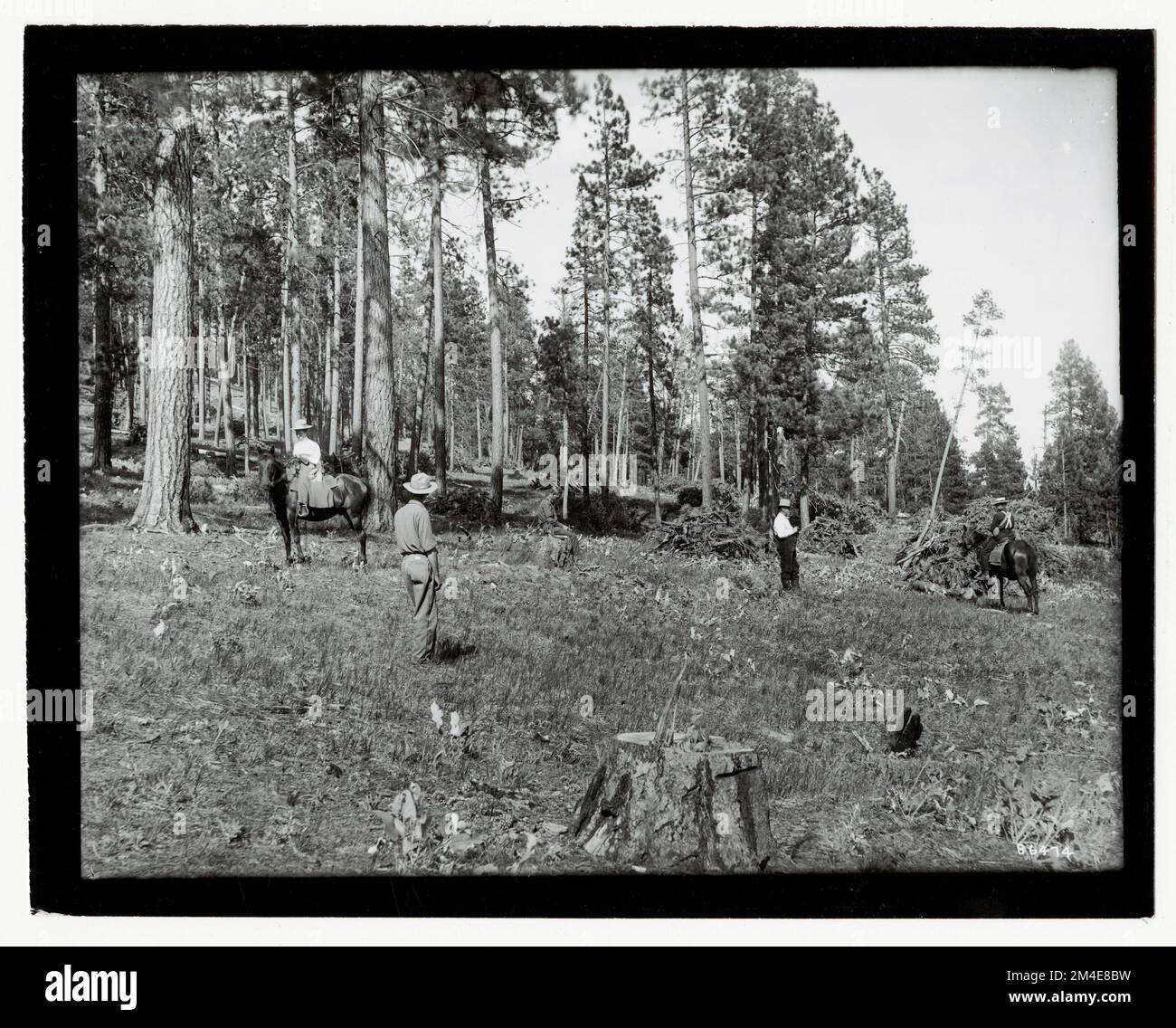 Slash Disposal: Piling & Burning. Photographs Relating to National ...