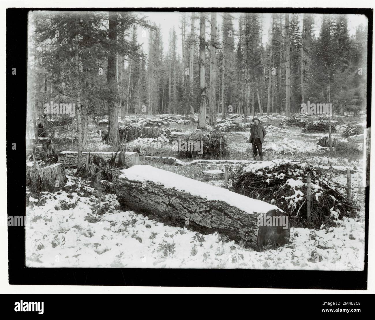 Slash Disposal: Piling & Burning. Photographs Relating to National ...