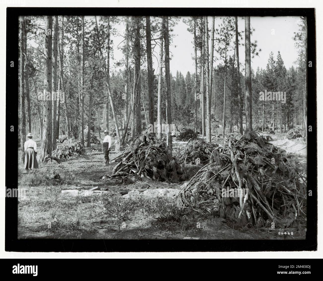 Slash Disposal: Piling & Burning. Photographs Relating to National ...