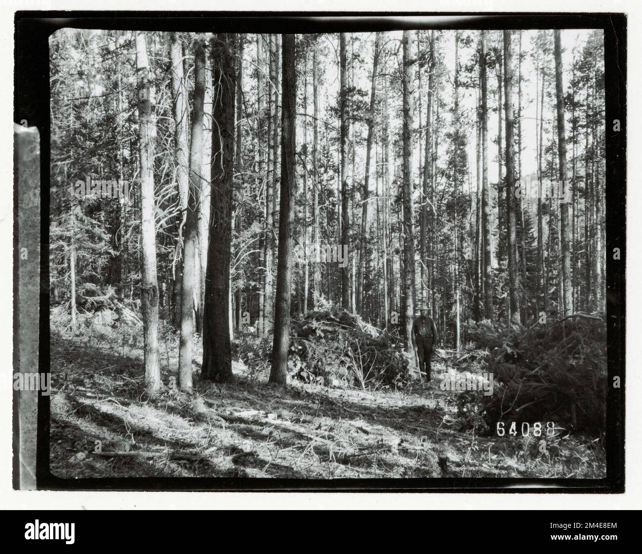 Slash Disposal: Broadcast Burning. Photographs Relating to National ...