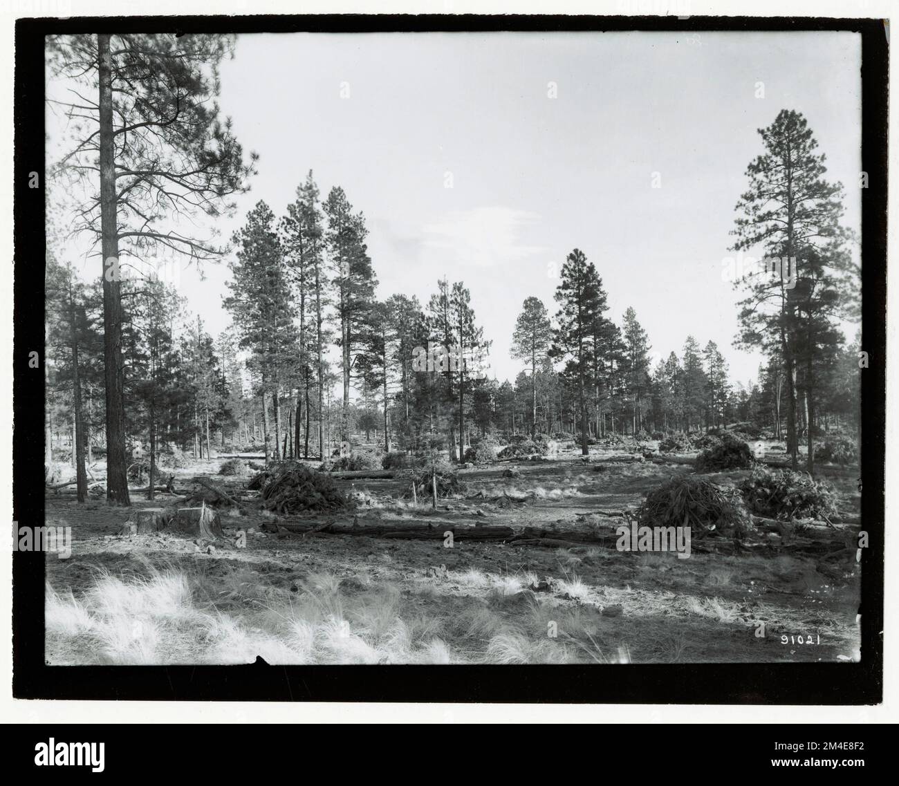 Slash Disposal: Piling & Burning. Photographs Relating to National ...