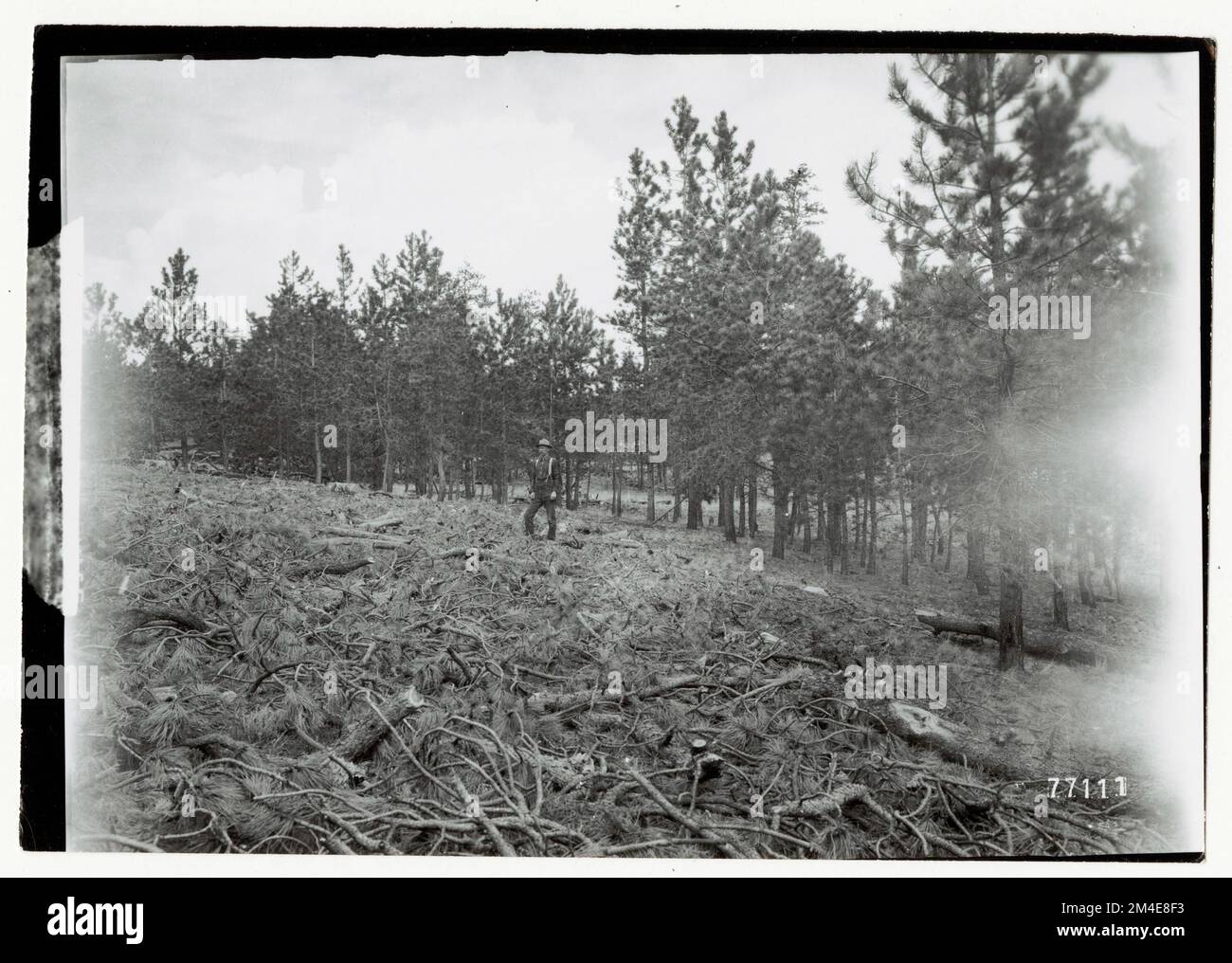 Slash Disposal: General. Photographs Relating to National Forests ...