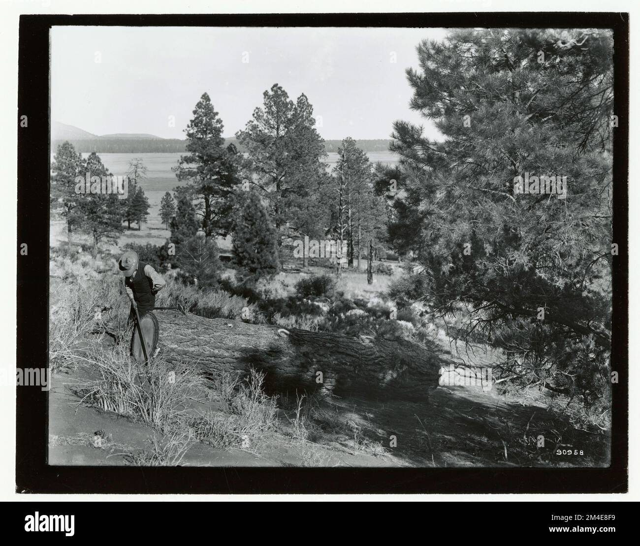 Scaling Logs: At Logging Operations. Photographs Relating to National ...