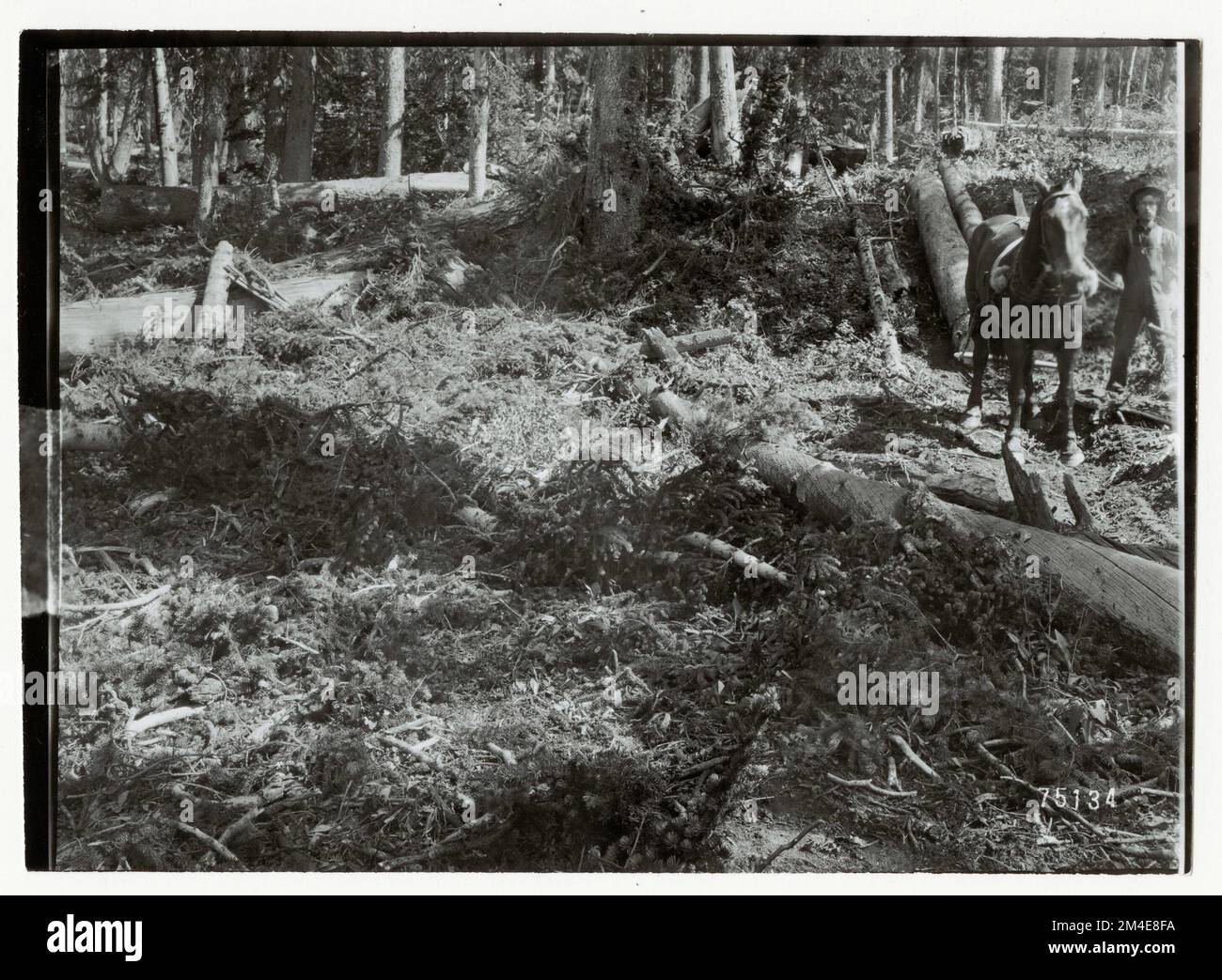 Slash Disposal: General. Photographs Relating to National Forests ...