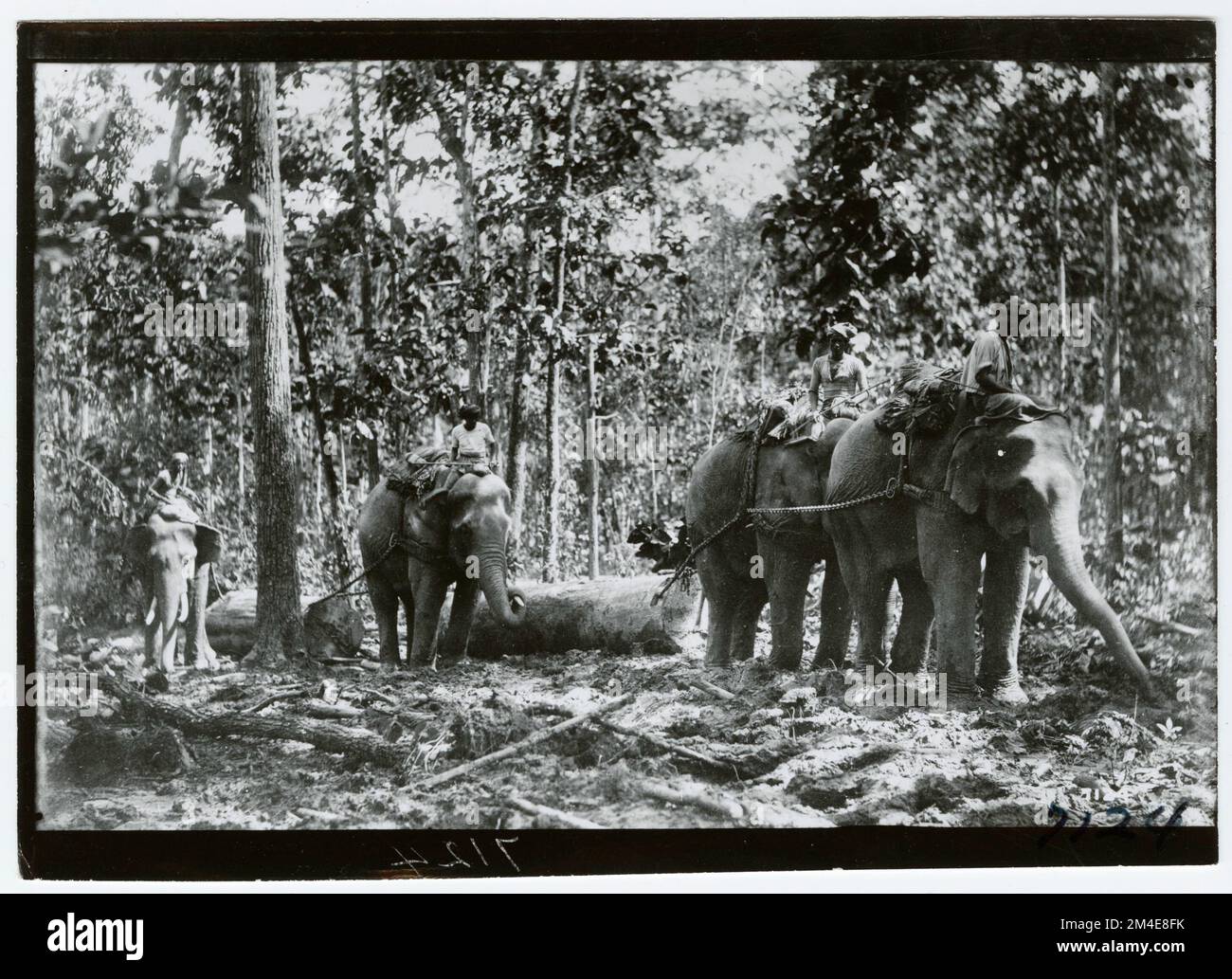 Slash Disposal: Piling & Burning. Photographs Relating to National ...