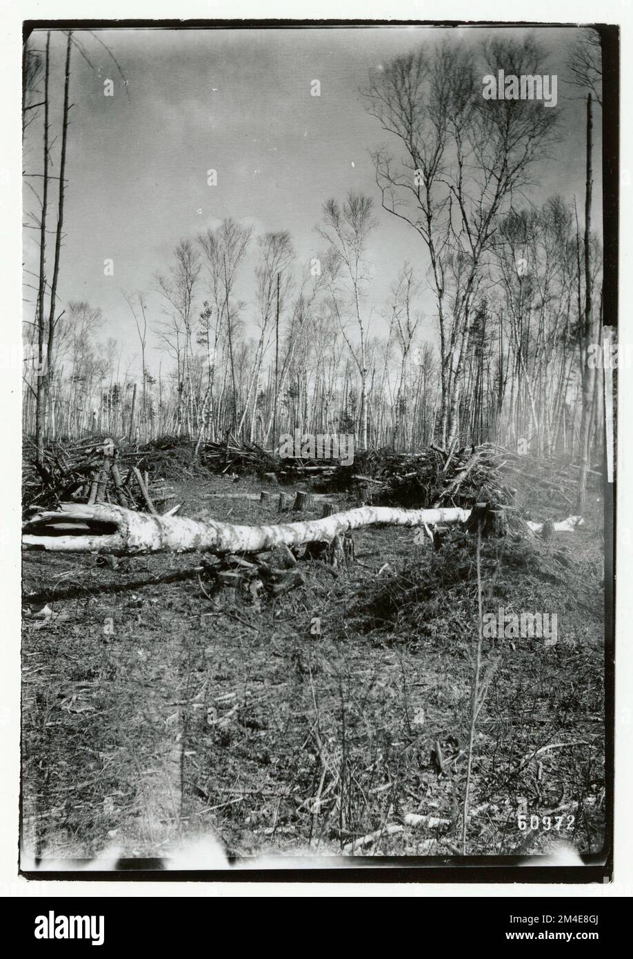 Slash Disposal: Piling & Burning. Photographs Relating to National ...