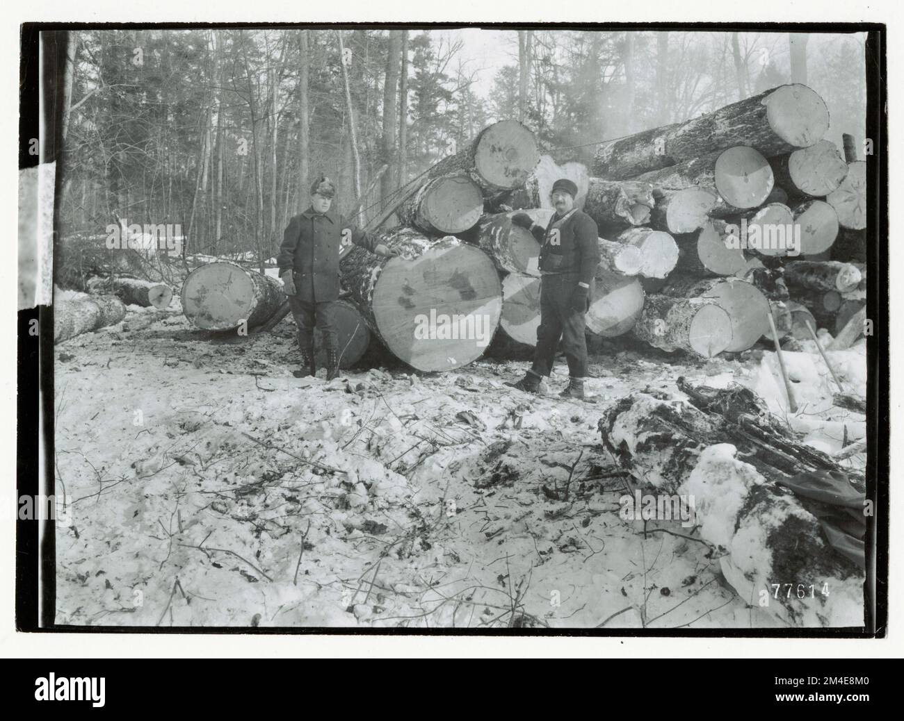 Scaling Logs: General. Photographs Relating to National Forests ...