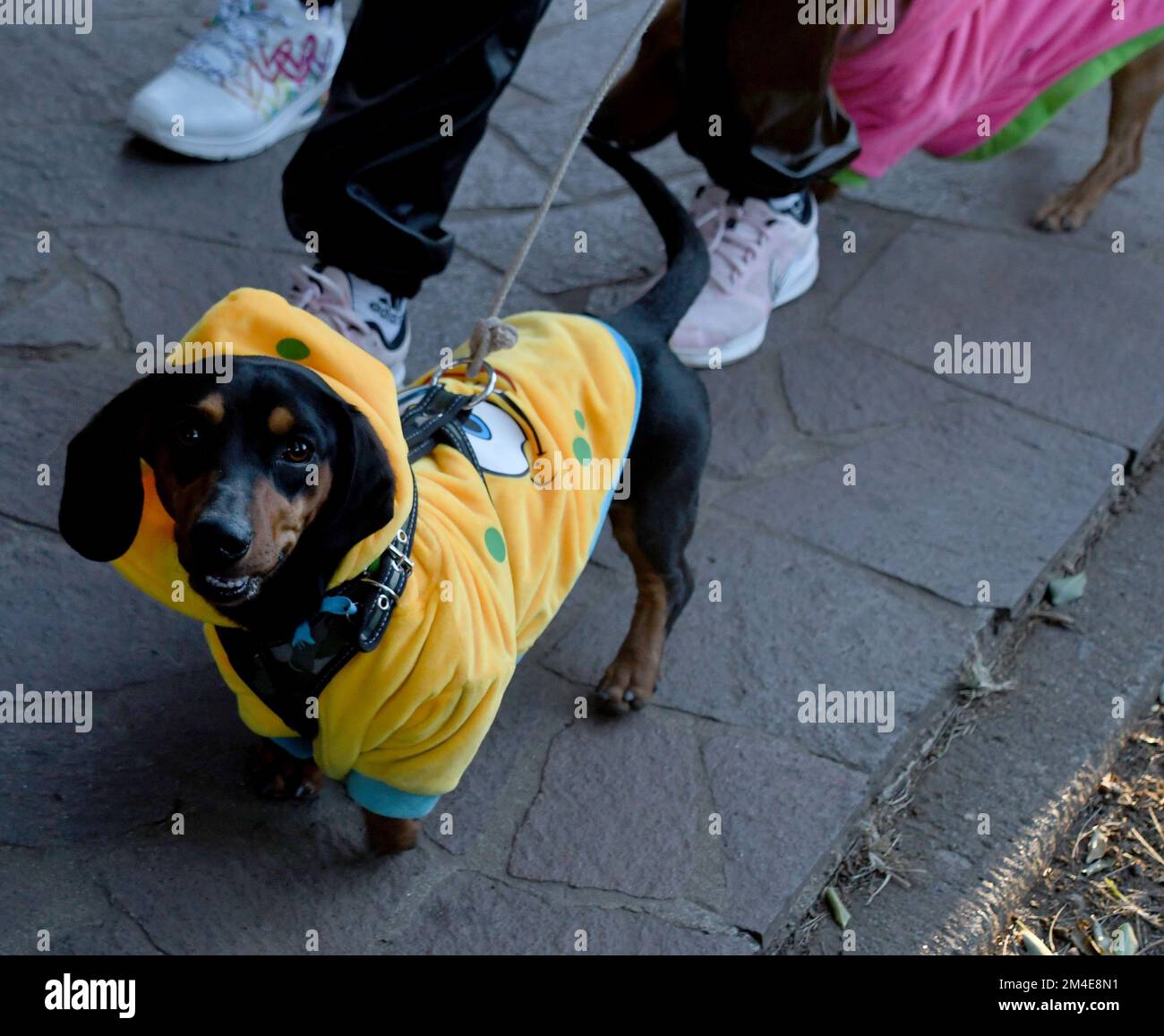 Oaxaca, Oaxaca, USA. 4th Dec, 2022. Costumed dogs are paraded through ...