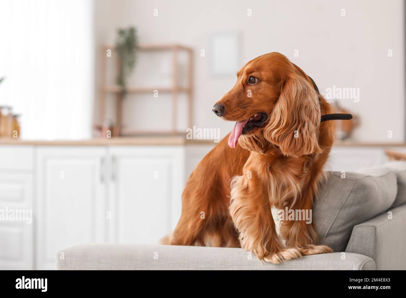 Red cocker spaniel sitting on sofa in kitchen Stock Photo - Alamy