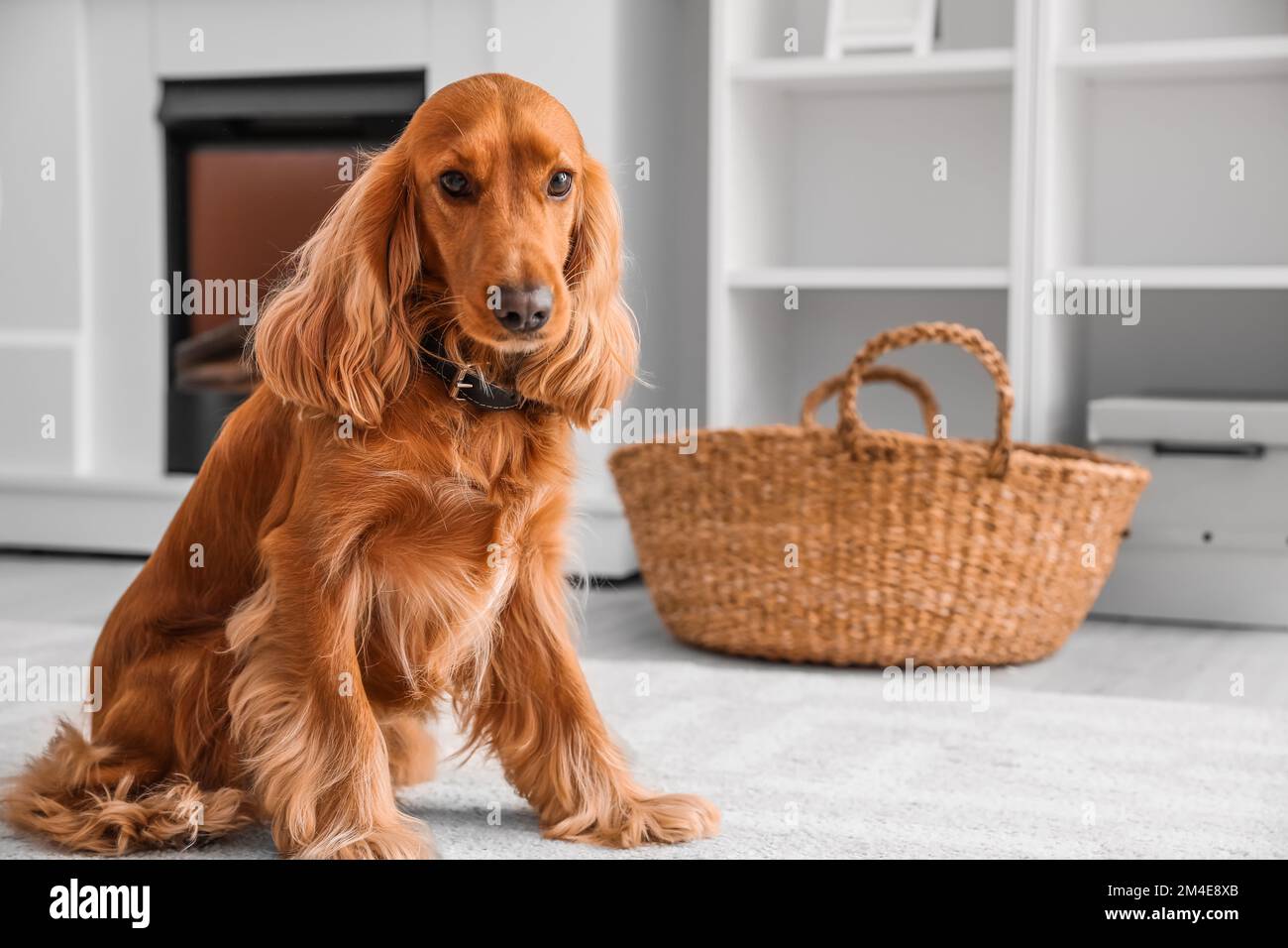 Red cocker spaniel sitting hi-res stock photography and images - Alamy