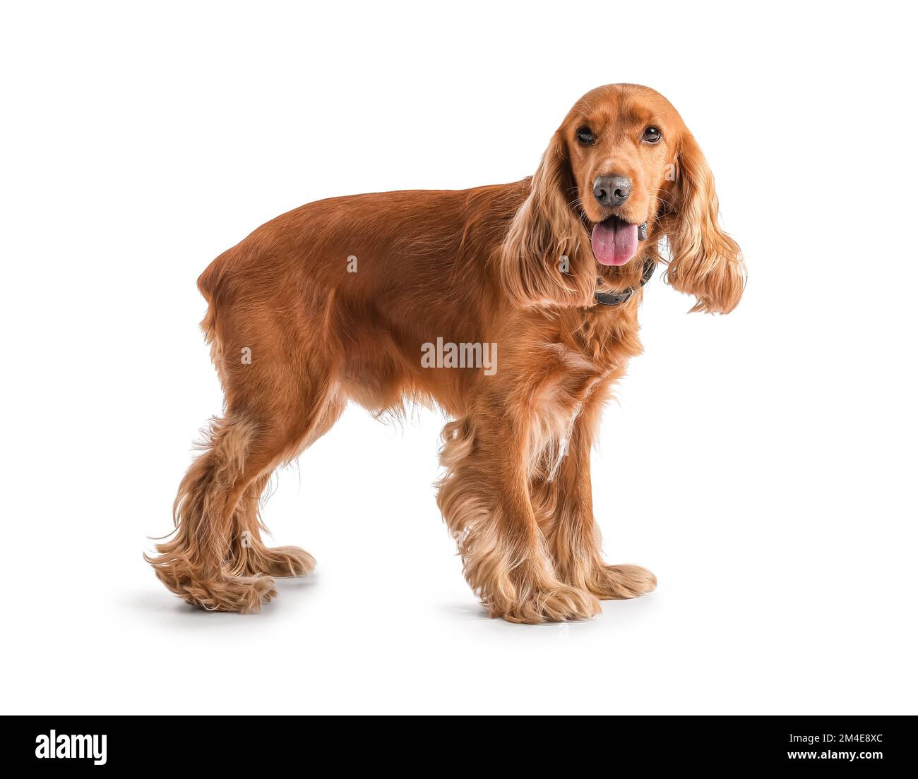 Red cocker spaniel Cut Out Stock Images & Pictures - Alamy
