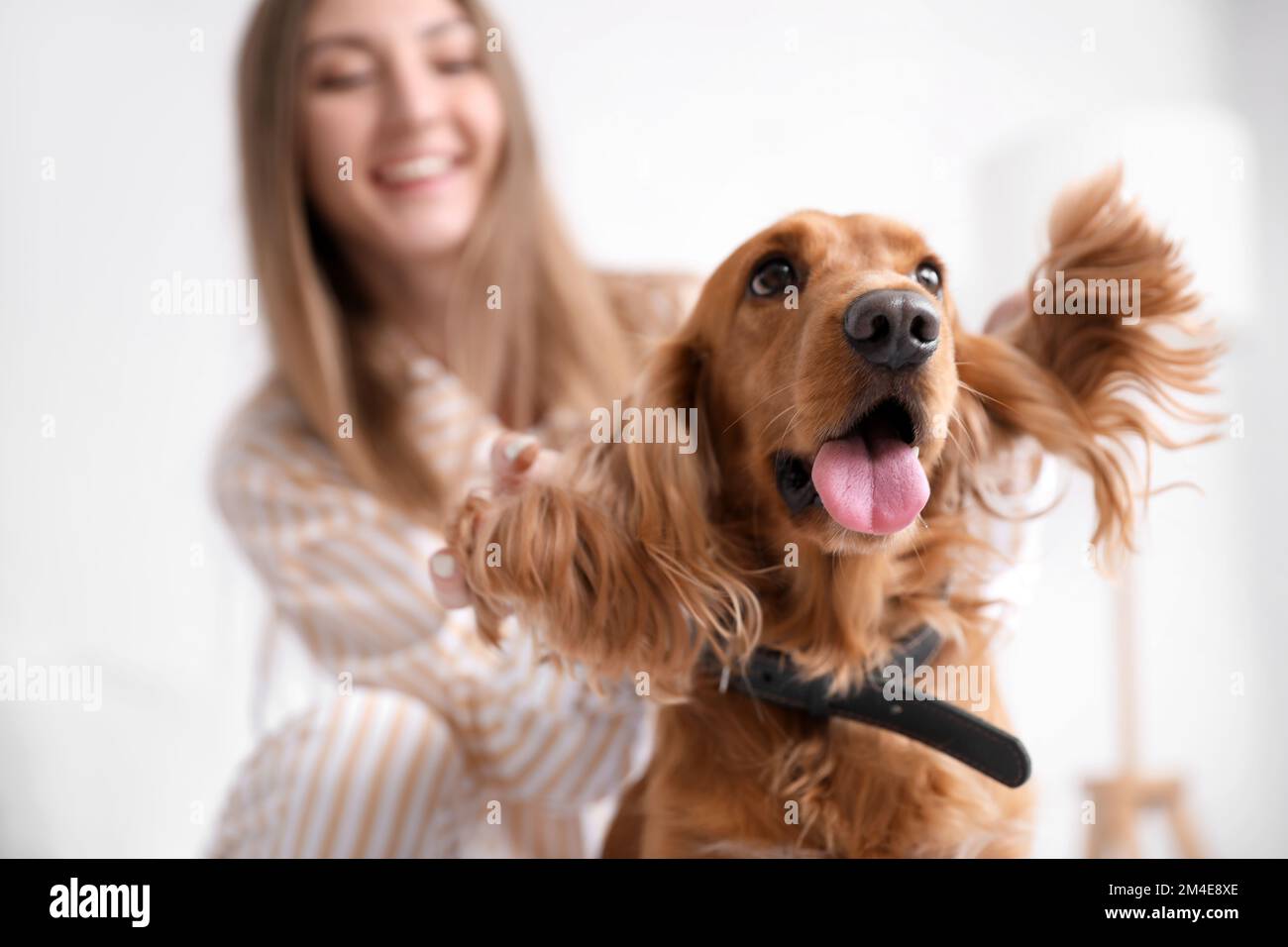 Funny cocker spaniel with owner in bedroom, closeup Stock Photo - Alamy