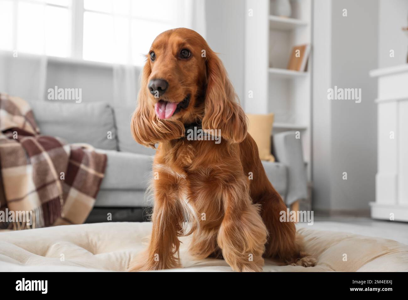 Red cocker spaniel sitting hi-res stock photography and images - Alamy