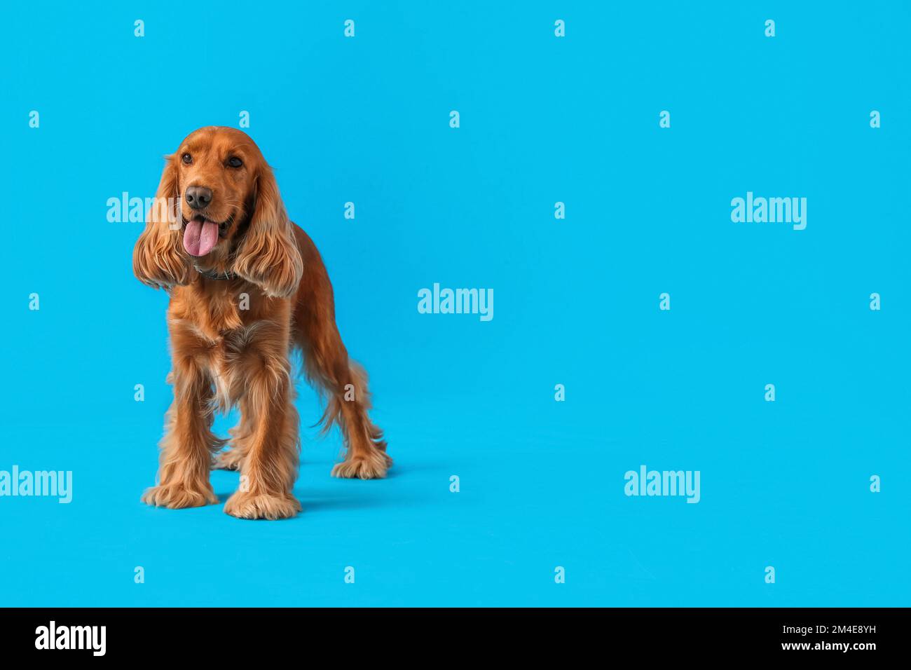 Red cocker spaniel on blue background Stock Photo - Alamy
