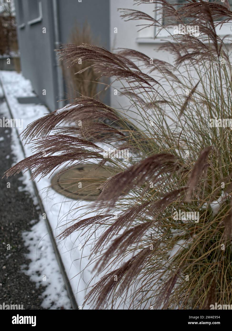 Chinese silvergrass hi-res stock photography and images - Alamy