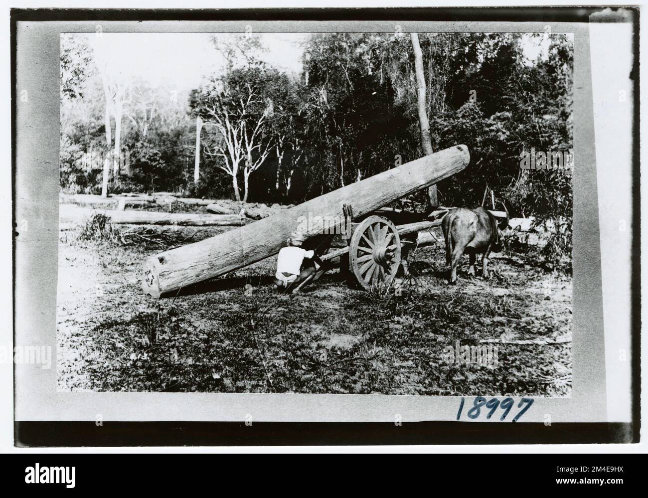 Log Transportation: General. Photographs Relating to National Forests ...