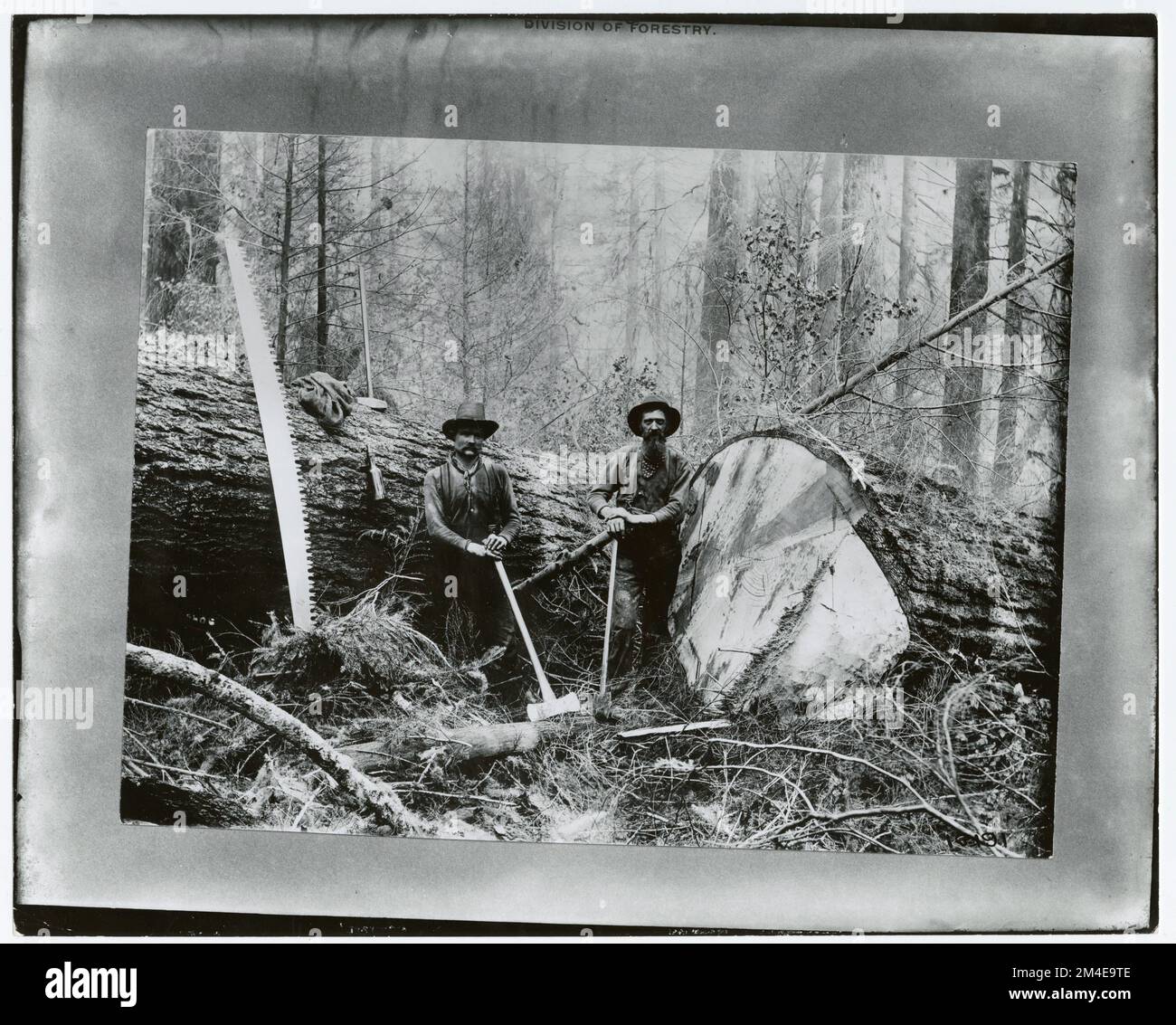 Log Transportation: Truck. Photographs Relating to National Forests ...
