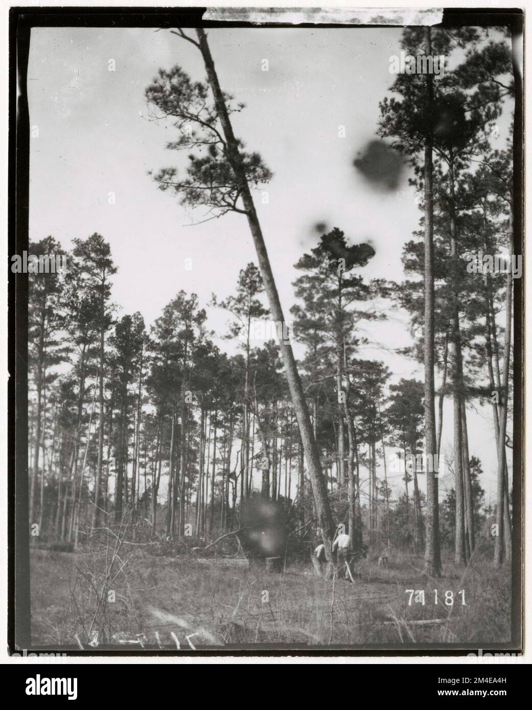 Logging: Falling: Hand Saws. Photographs Relating to National Forests ...