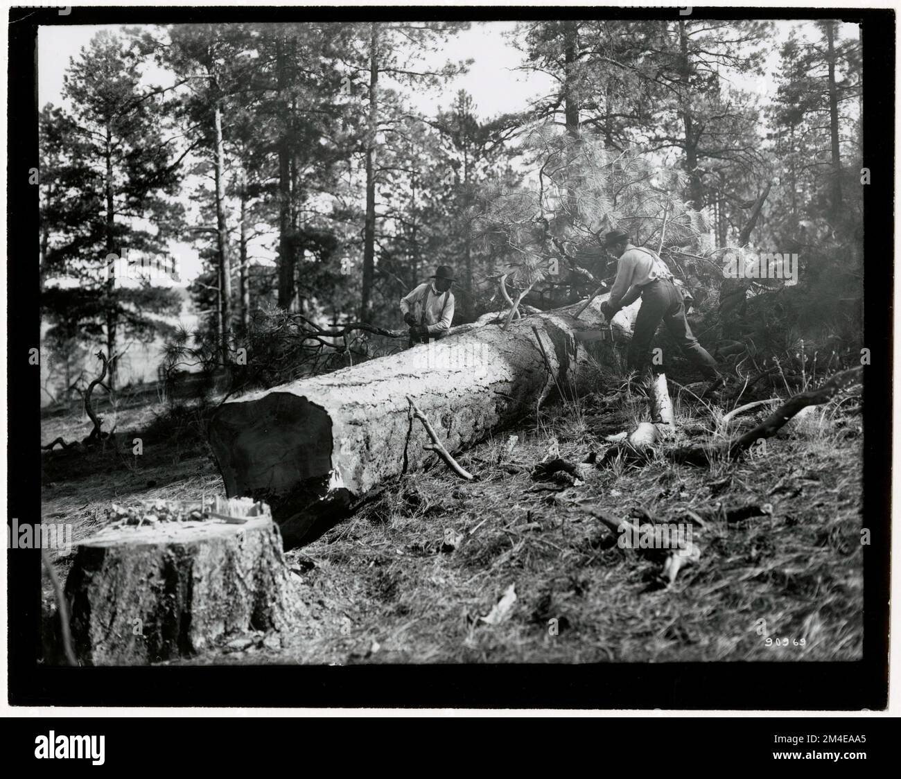 Logging: Falling: Hand Saws. Photographs Relating to National Forests ...