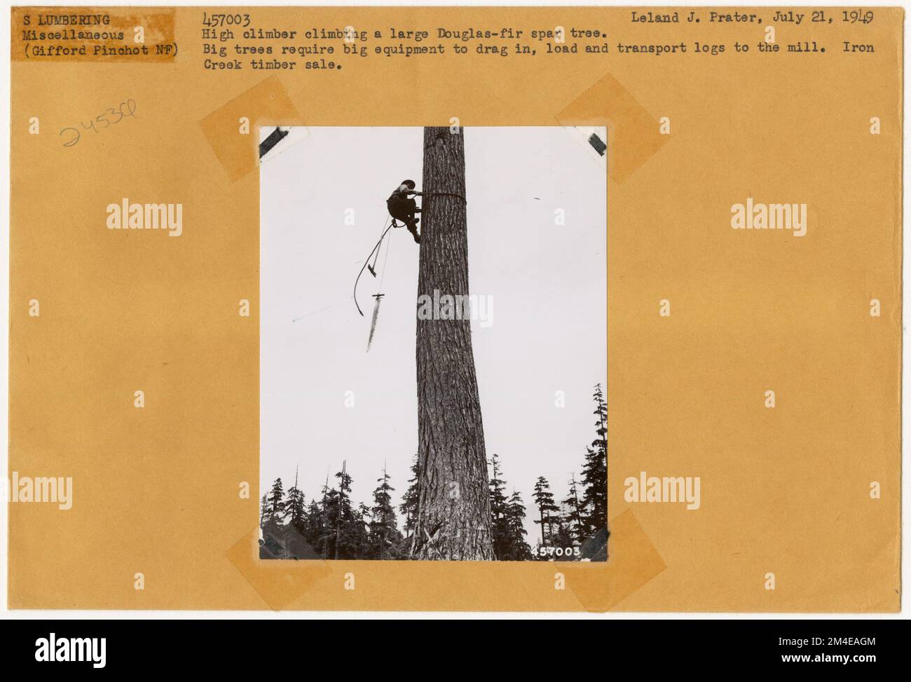Logging: Falling: General. Photographs Relating to National Forests ...