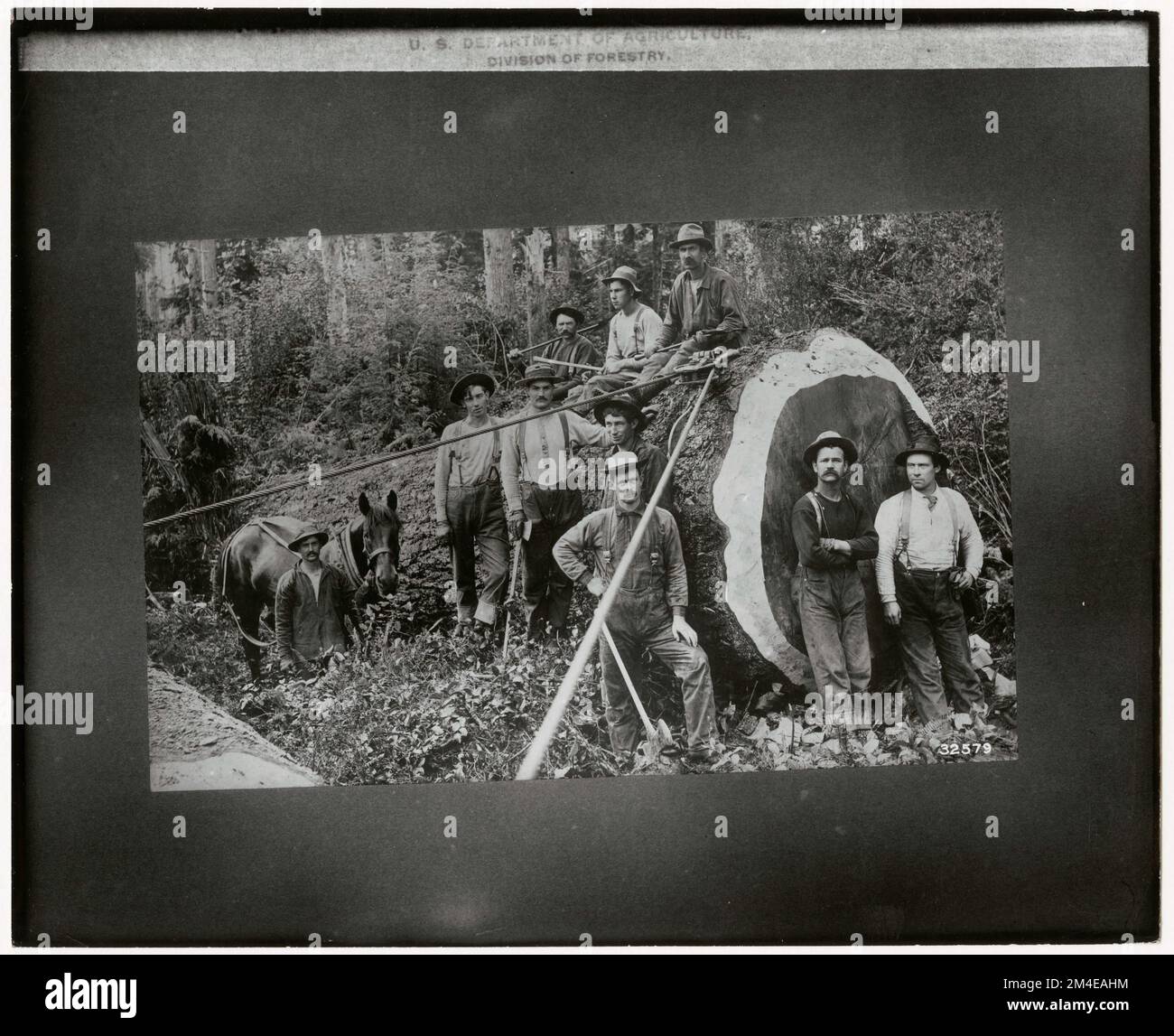 Logging: Falling: General. Photographs Relating to National Forests ...