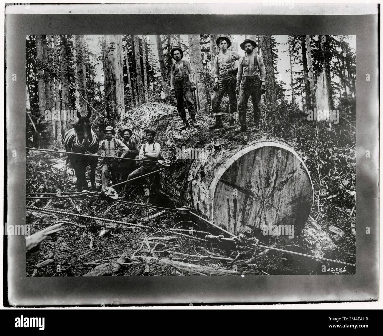 Logging: Falling: General. Photographs Relating to National Forests ...