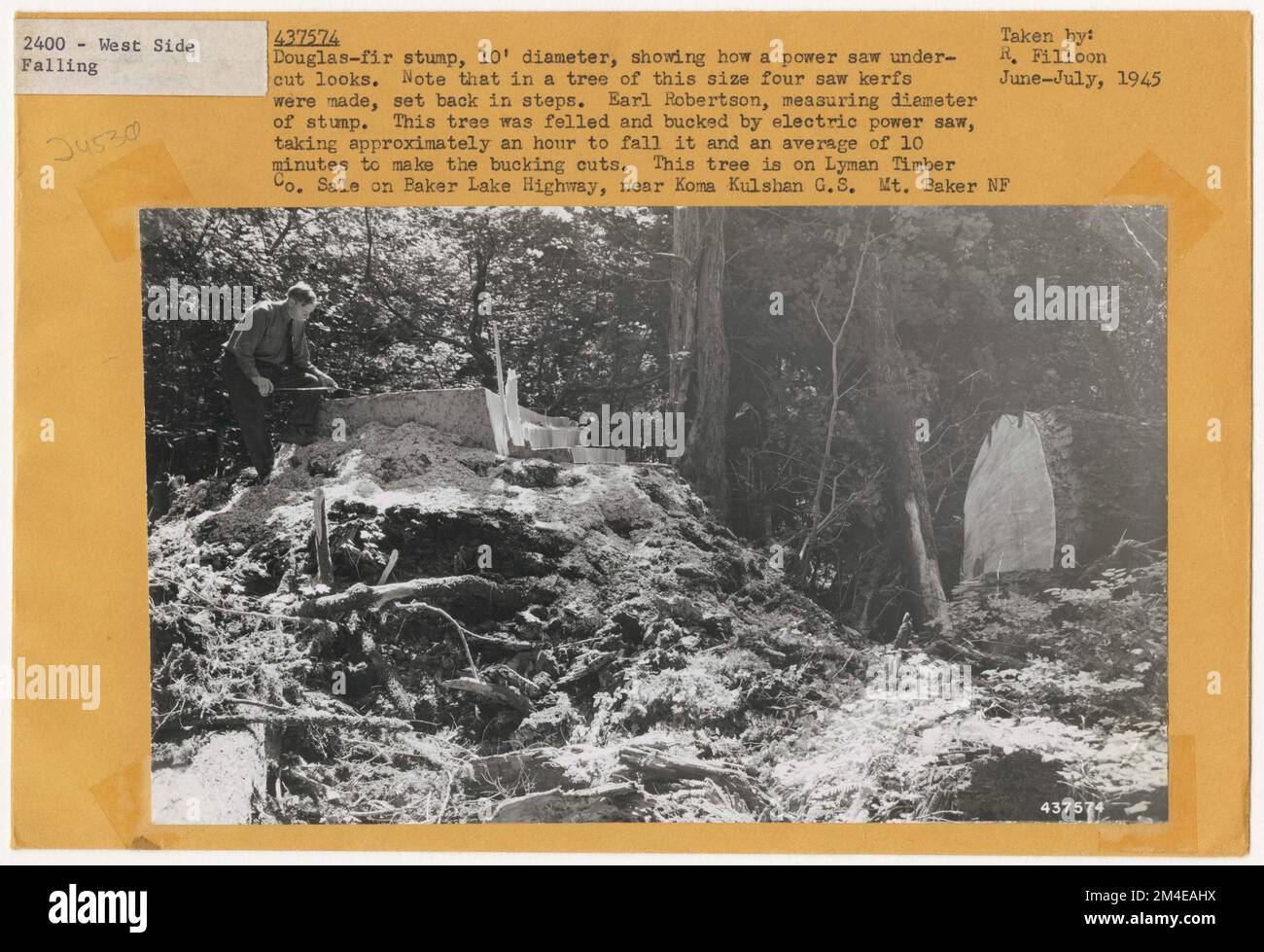 Logging: Falling: General. Photographs Relating to National Forests ...