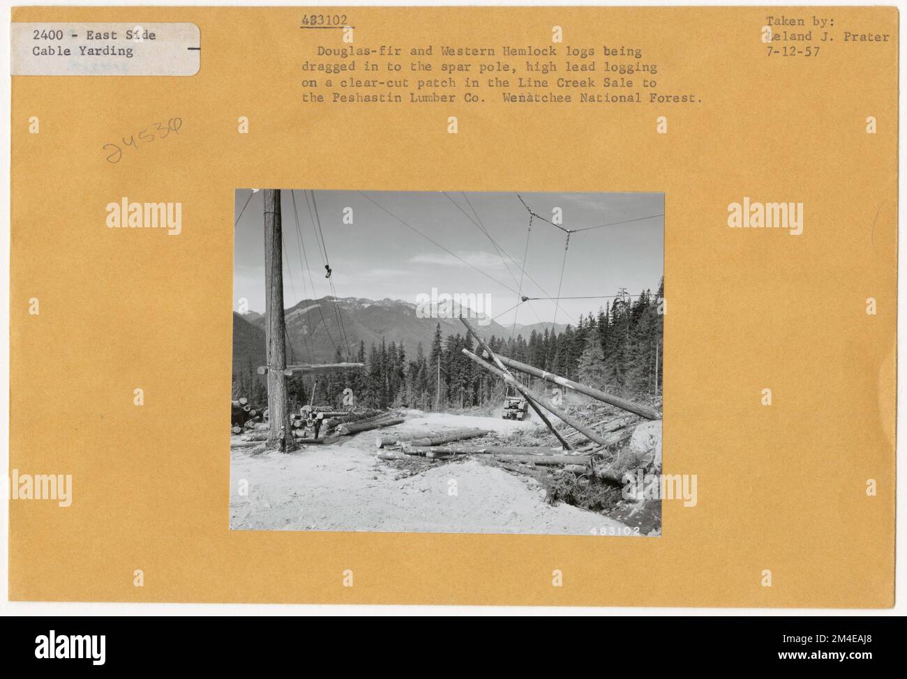 Logging: Falling: Hand Saws. Photographs Relating to National Forests ...