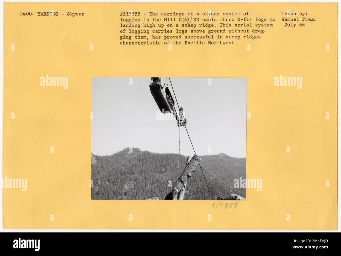 Logging: Falling: Hand Saws. Photographs Relating to National Forests ...