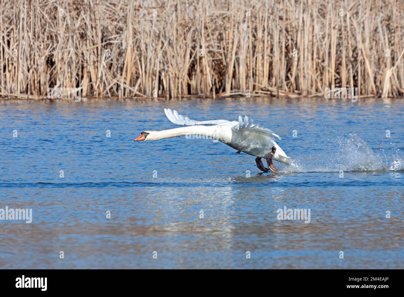 A mute swan runs across the water in an attempt to take off in flight ...
