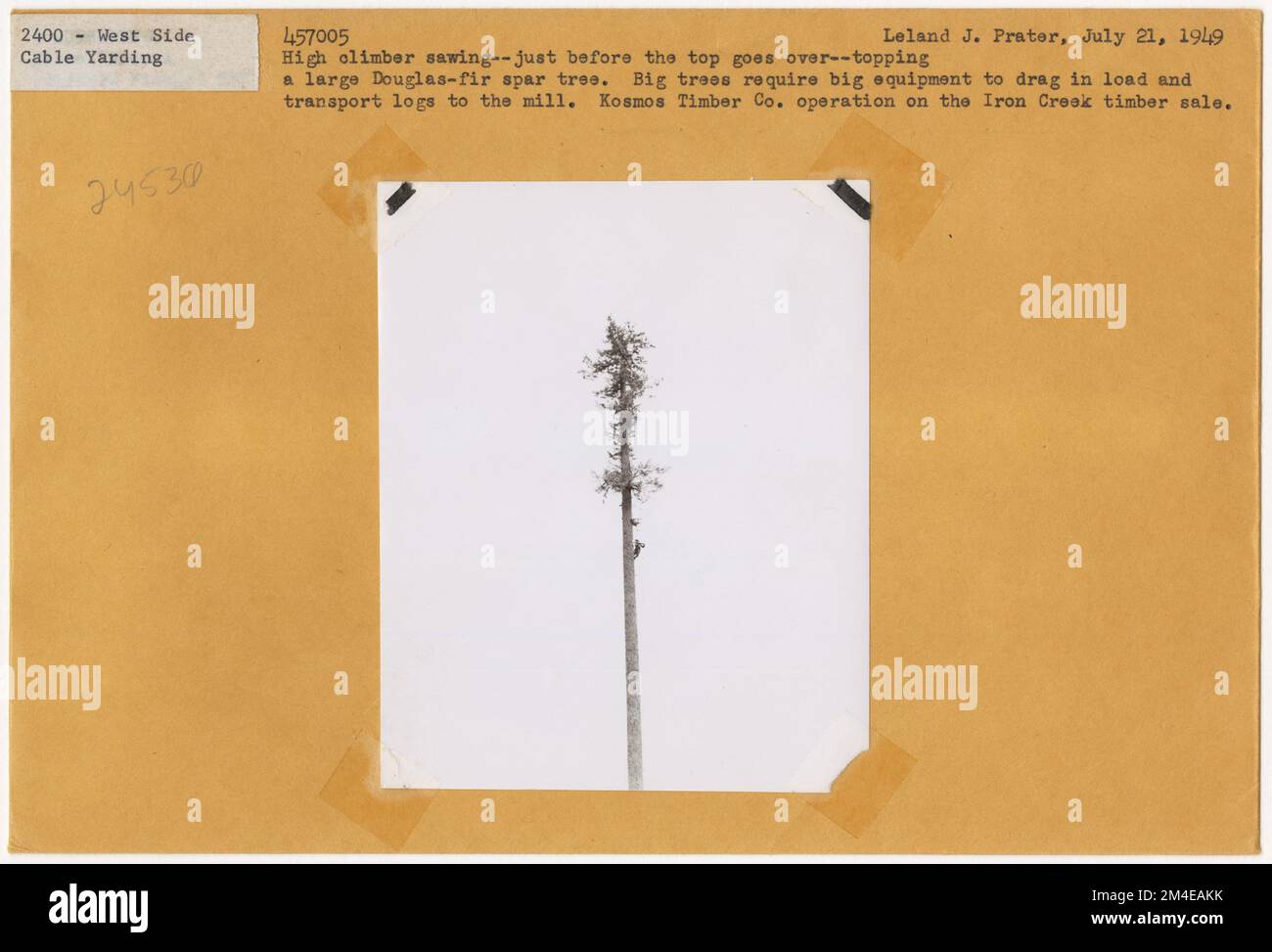 Logging: Falling: General. Photographs Relating to National Forests ...