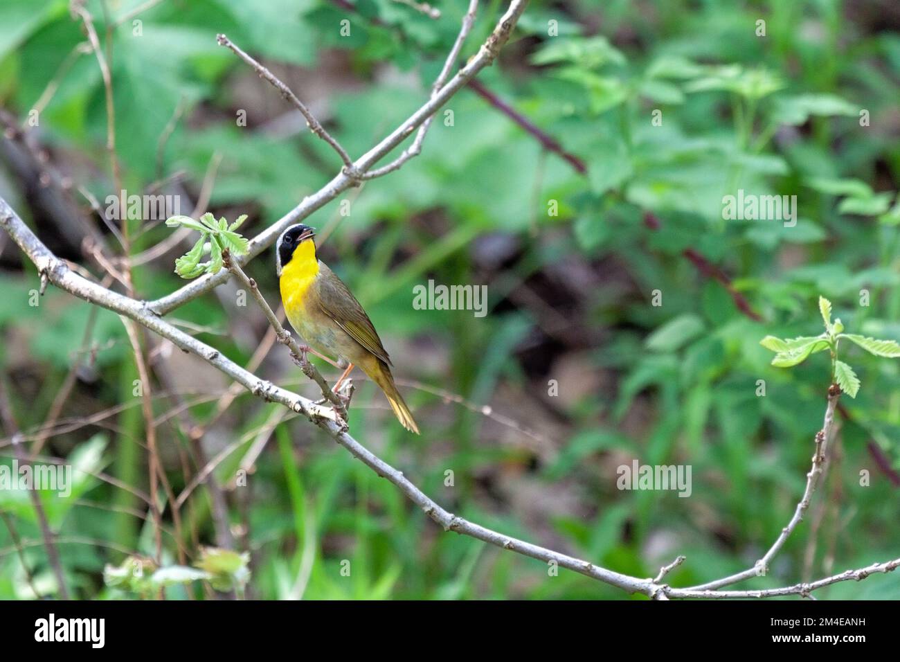 A common yellowthroat warbler perched on a branch sings a song with its ...