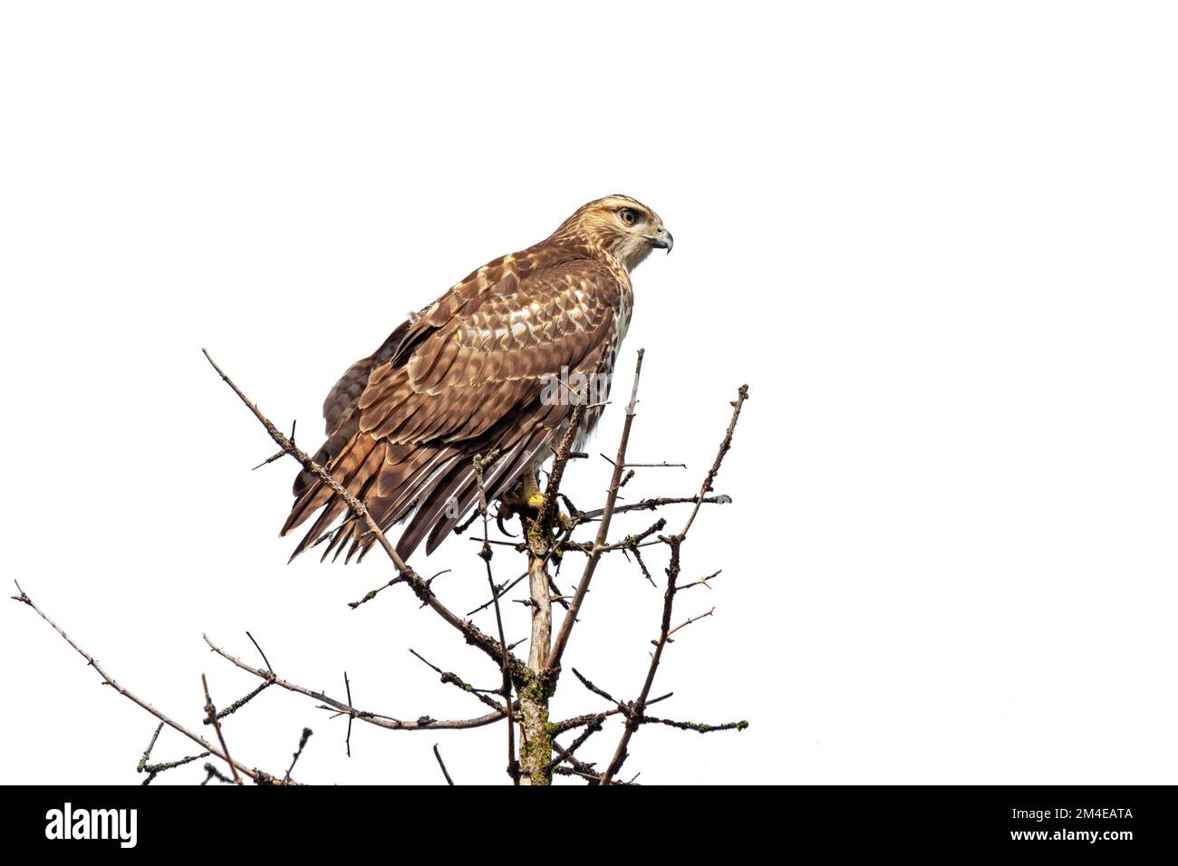 Red tailed hawk perched hi-res stock photography and images - Alamy