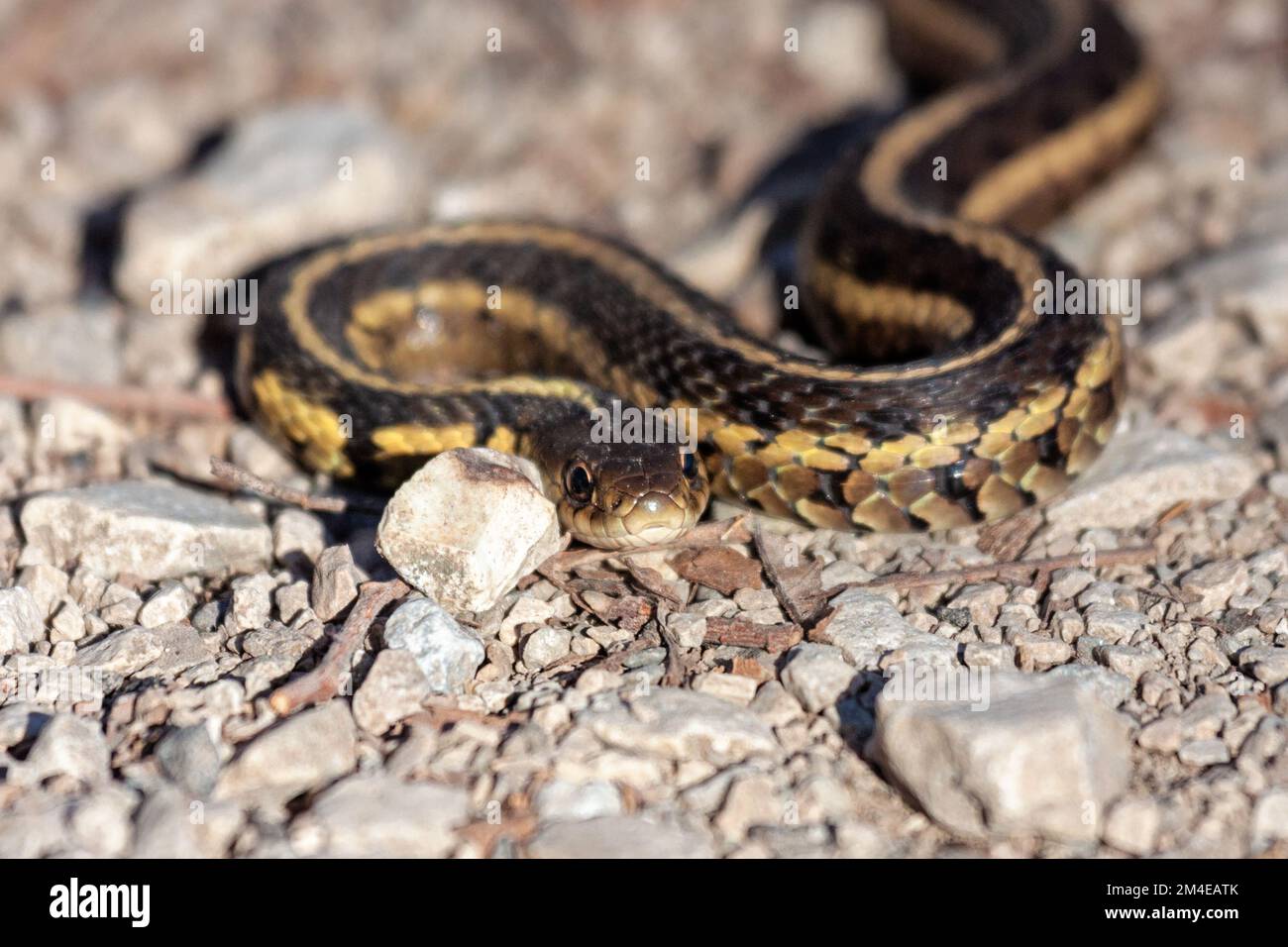 A garter snake slithers itself across a footpath of crushed limestone ...