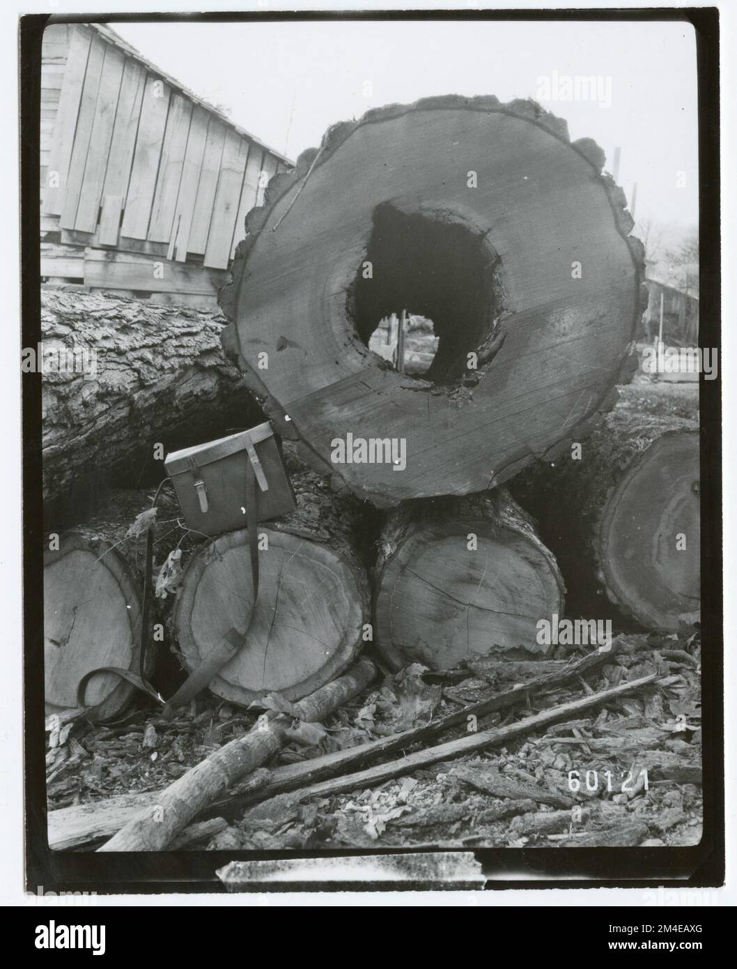 Logging: Bad Practices. Photographs Relating to National Forests ...