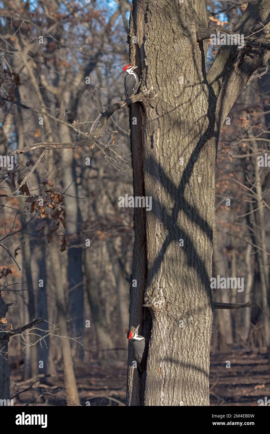 Two pileated woodpeckers peck for food in an oak tree Stock Photo - Alamy