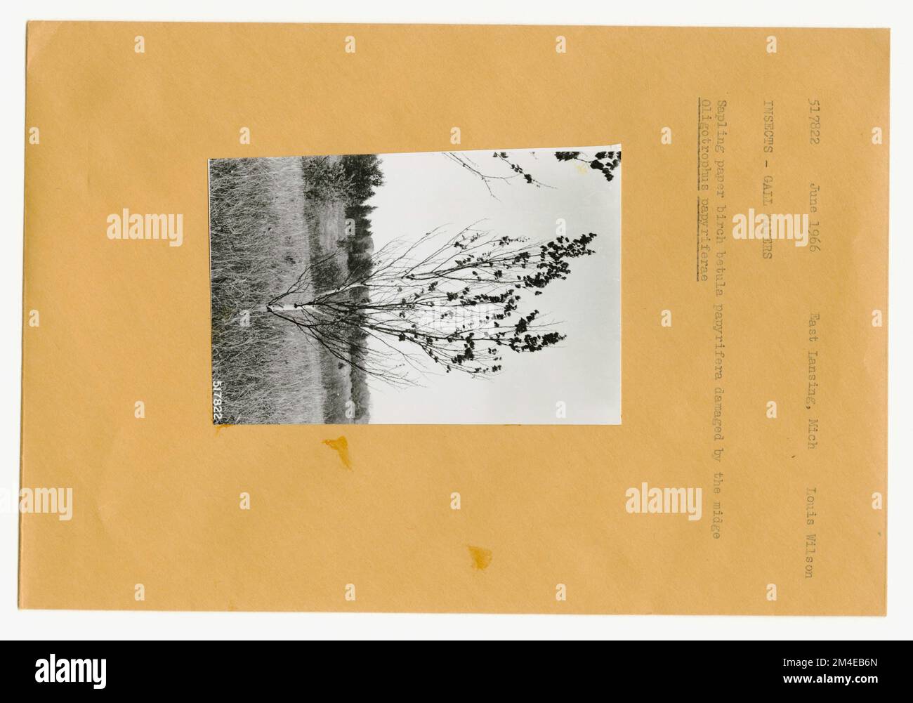 Injured Trees: General. Photographs Relating to National Forests ...